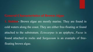 2. Brown Algae.pdf....................... | PPT