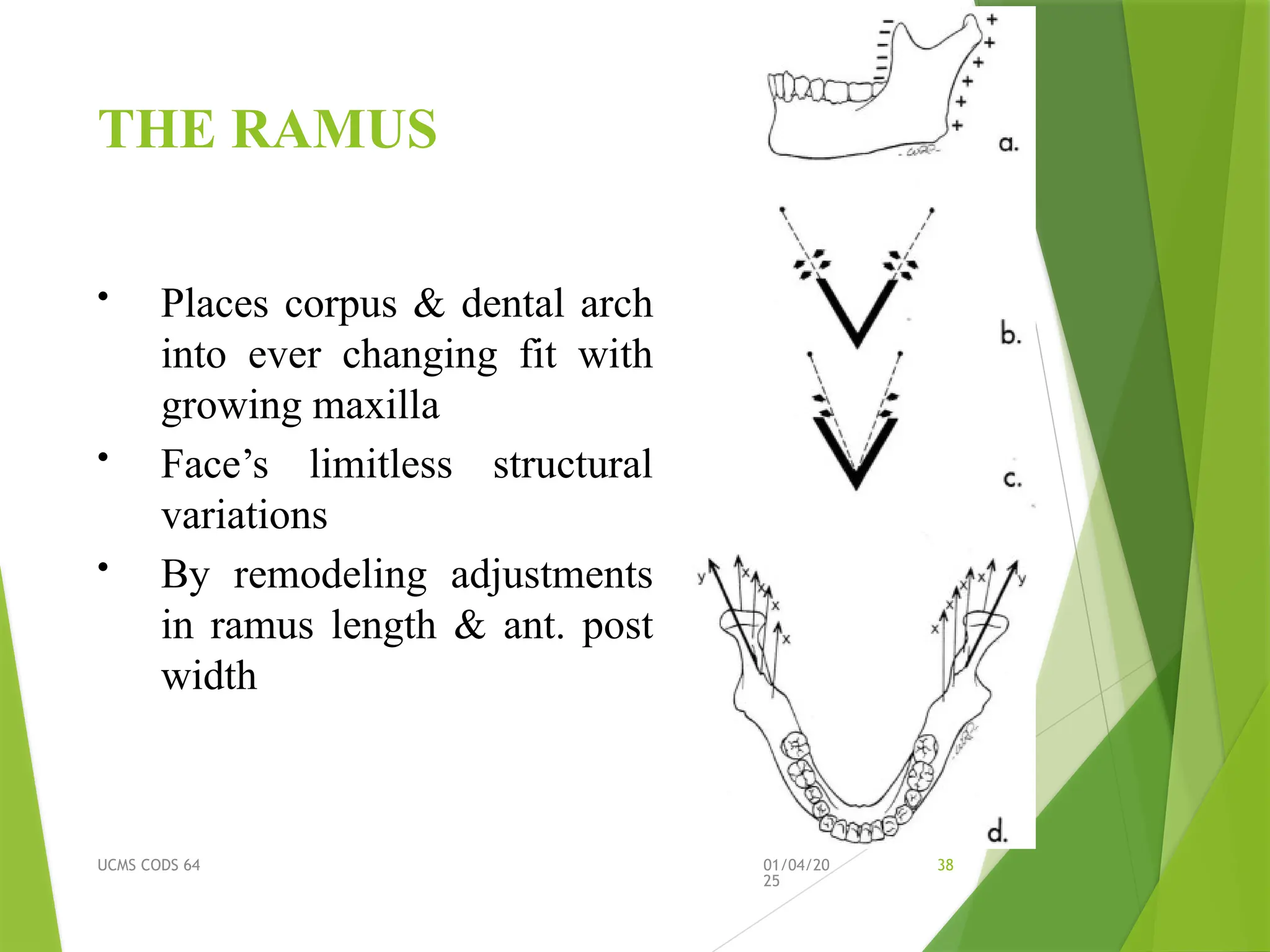 2.postnatal growth of maxila & mandible - Final - Copy.pptx