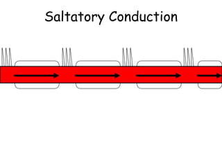 2. Classification a Properties of Nerve Fibres.pptx
