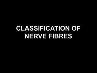 2. Classification a Properties of Nerve Fibres.pptx
