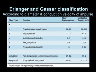 2. Classification a Properties of Nerve Fibres.pptx