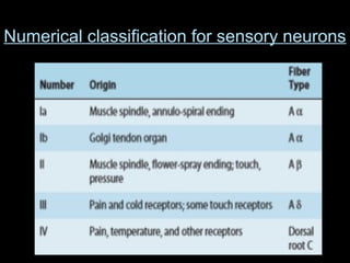 2. Classification a Properties of Nerve Fibres.pptx