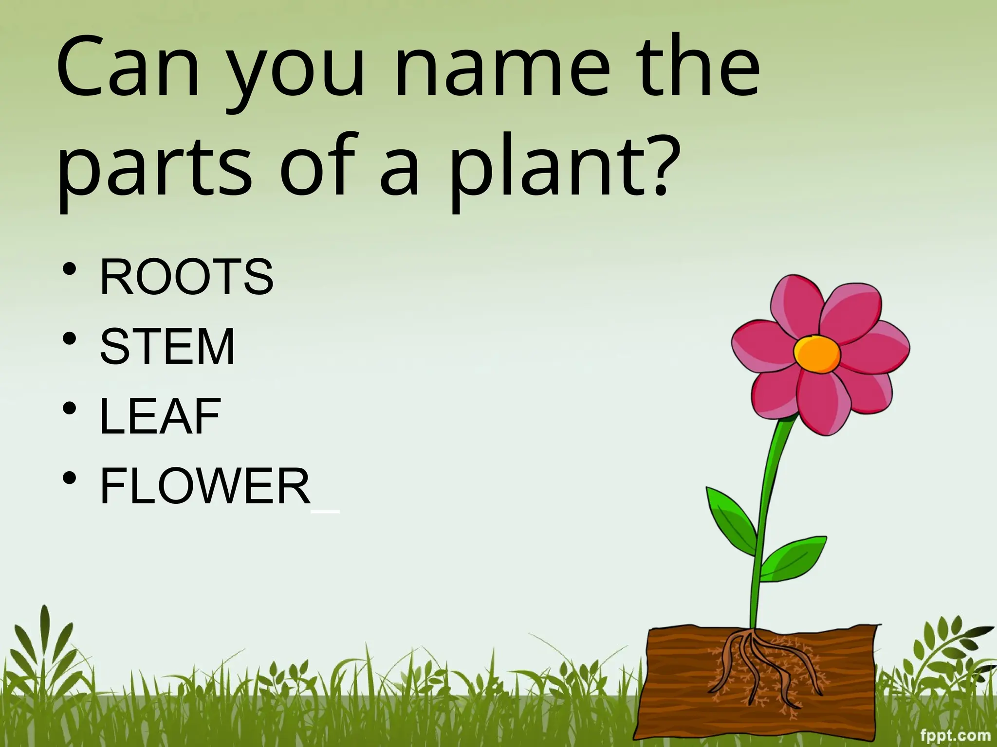 Topic: Parts of a plant for the 4th grades | PPTX