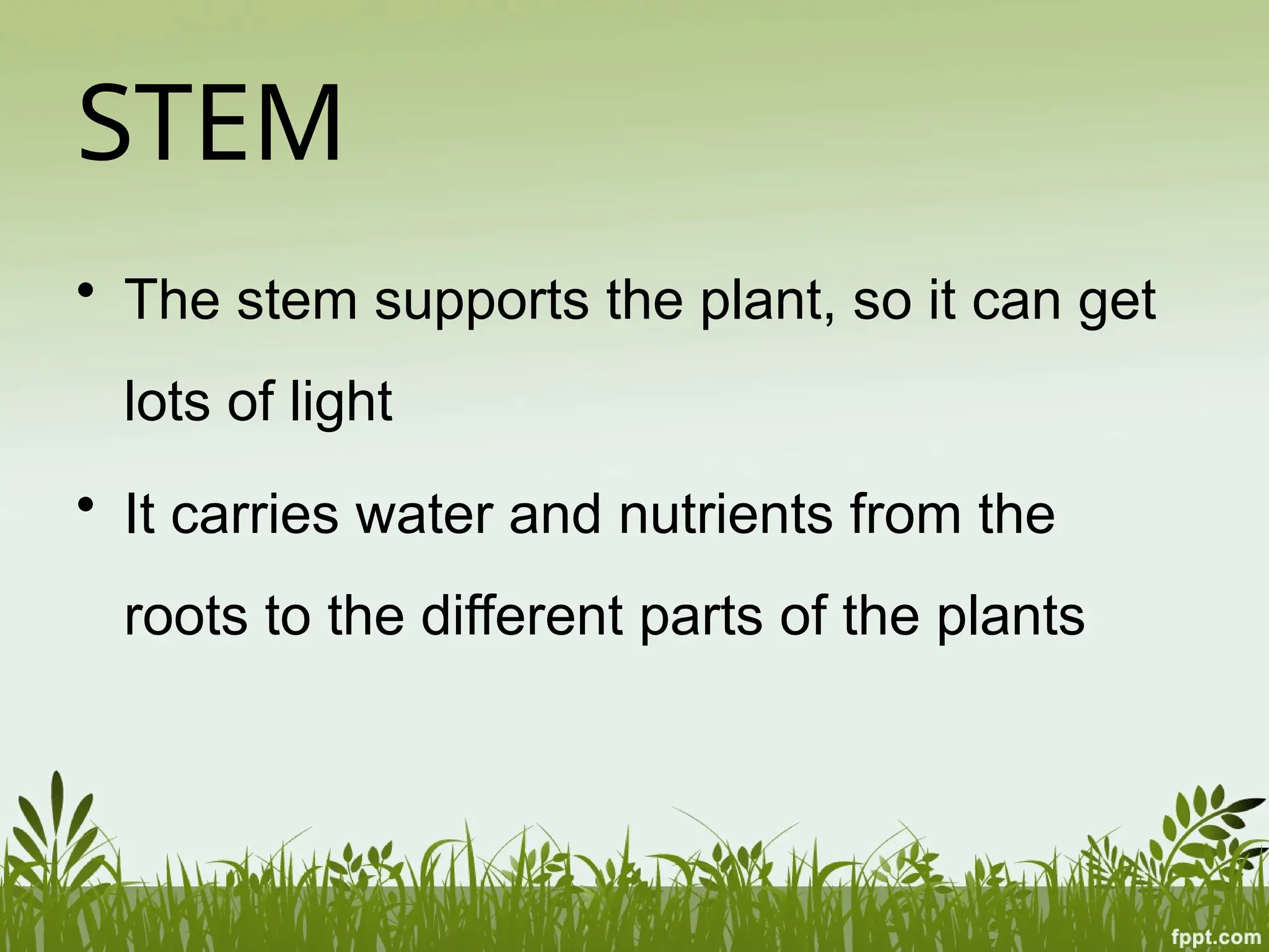Topic: Parts of a plant for the 4th grades | PPTX