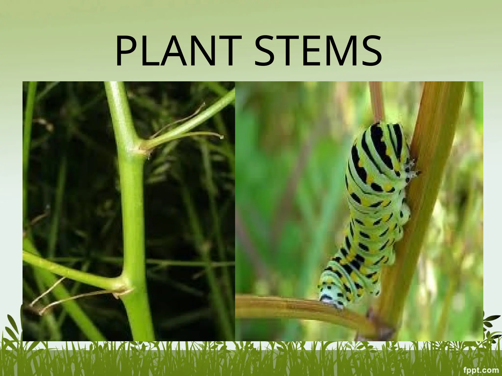 Topic: Parts of a plant for the 4th grades | PPTX