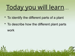 Topic: Parts of a plant for the 4th grades | PPTX