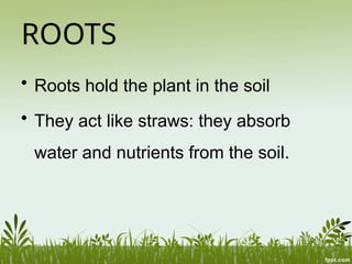 Topic: Parts of a plant for the 4th grades | PPTX