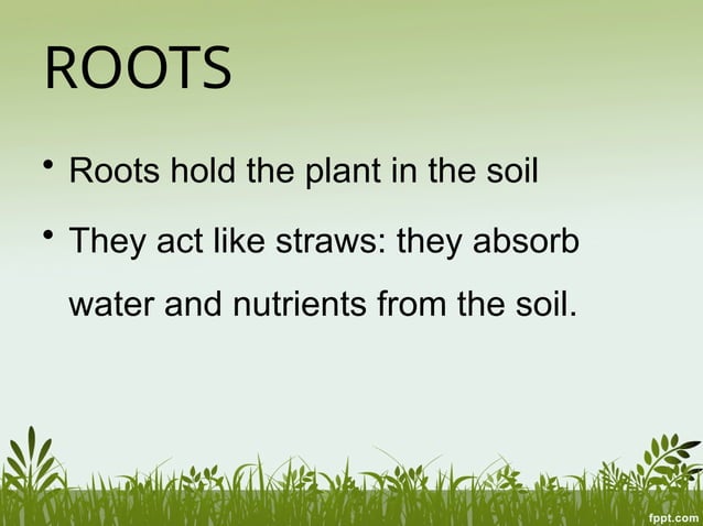 Topic: Parts of a plant for the 4th grades | PPTX