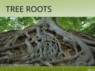 Topic: Parts of a plant for the 4th grades | PPTX