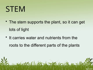 Topic: Parts of a plant for the 4th grades | PPTX