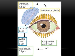 Structure of external eye , eyelid, lacrimal apparatus | PPTX