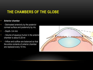 Structure of external eye , eyelid, lacrimal apparatus | PPTX