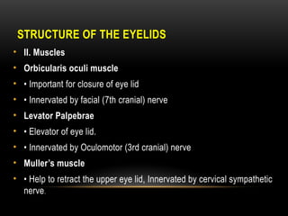 Structure of external eye , eyelid, lacrimal apparatus | PPTX