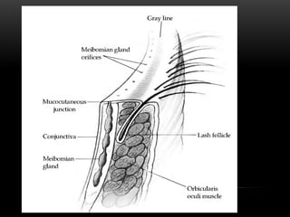 Structure of external eye , eyelid, lacrimal apparatus | PPTX