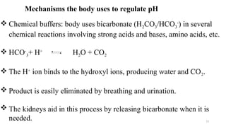 Lecture 2 homeostasis and basic concepts | PPT