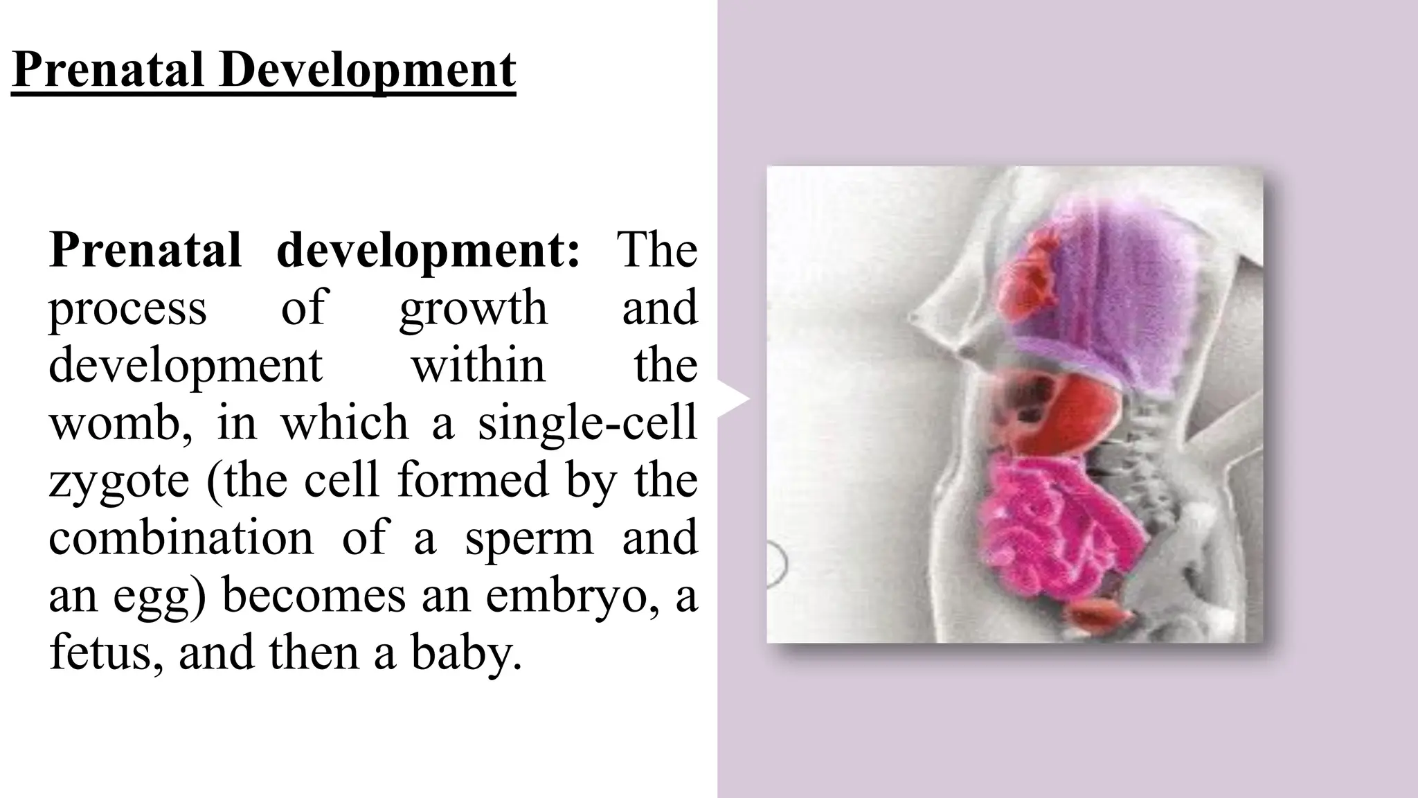 2. Pre-natal development in psychology ... | PDF