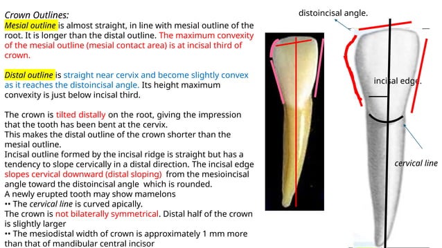 2. Cons main ths-Mand lateral INCISORS - Copy.pptx