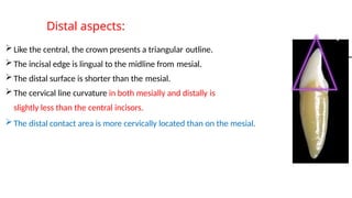 2. Cons main ths-Mand lateral INCISORS - Copy.pptx