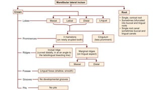 2. Cons main ths-Mand lateral INCISORS - Copy.pptx