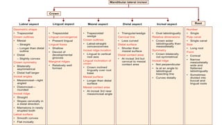 2. Cons main ths-Mand lateral INCISORS - Copy.pptx