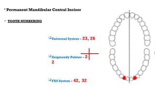 2. Cons main ths-Mand lateral INCISORS - Copy.pptx