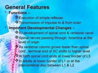 2.Spinal Cordhjdjdjdjdbdjjdndnd - 1.pptx