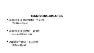 2. ANATOMY OF THE FEMALE PELVIS AND FETAL SKULL 1.pptx