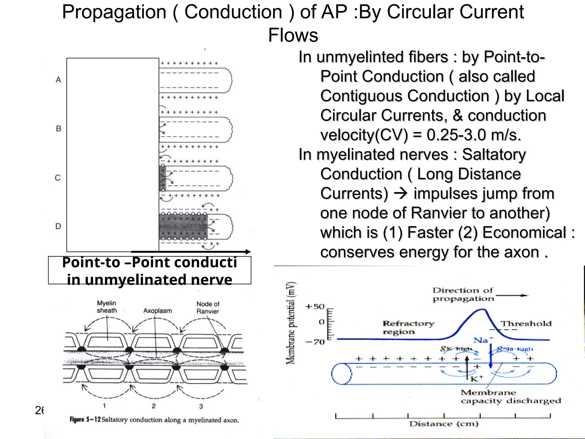 2.Signal transduction in a cell+Nerve_Lecture2007.ppt