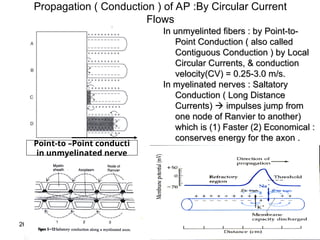 2.Signal transduction in a cell+Nerve_Lecture2007.ppt