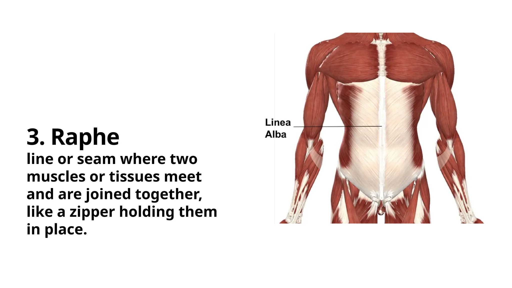 2. Muscles.pptx by teacher mursal rahimi | PPTX