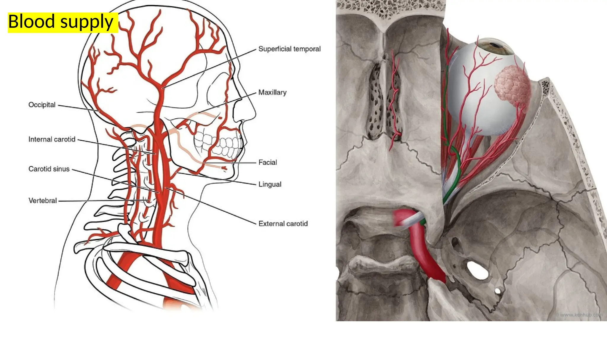 2.anatomy of conj.pptx anatomy of conjunctiva | PPT