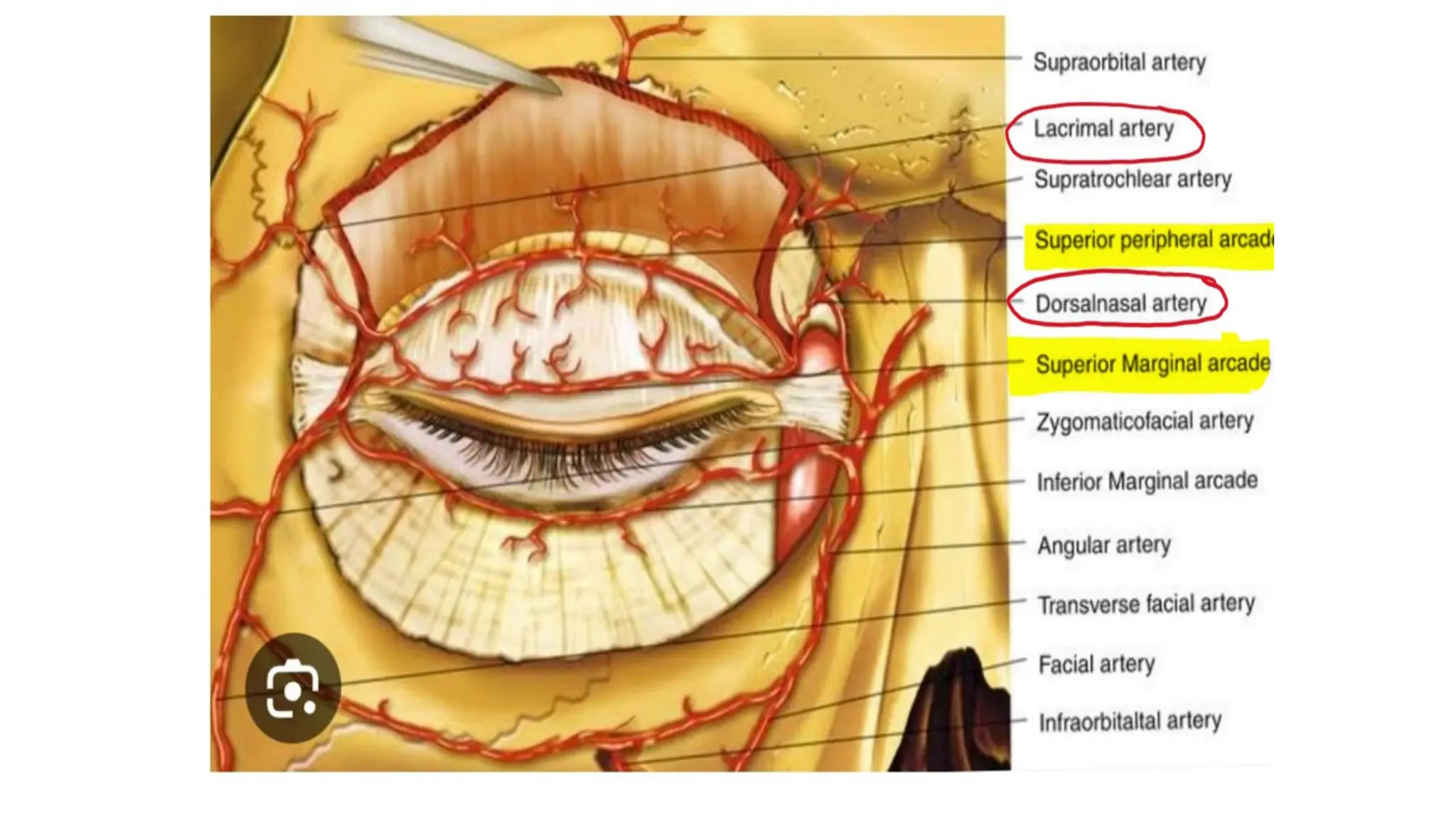 2.anatomy of conj.pptx anatomy of conjunctiva | PPT