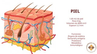 2. Historia clínica y lesiones elementales.pptx