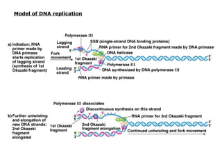2. DNA Replica111111111111111tion II.ppt