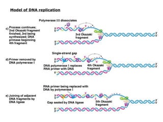 2. DNA Replica111111111111111tion II.ppt