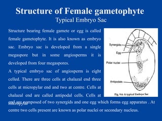 2.megasporangium and female gametophyte.pptx