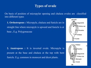 2.megasporangium and female gametophyte.pptx