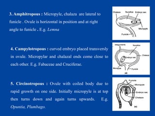 2.megasporangium and female gametophyte.pptx