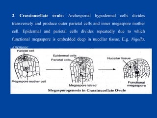 2.megasporangium and female gametophyte.pptx