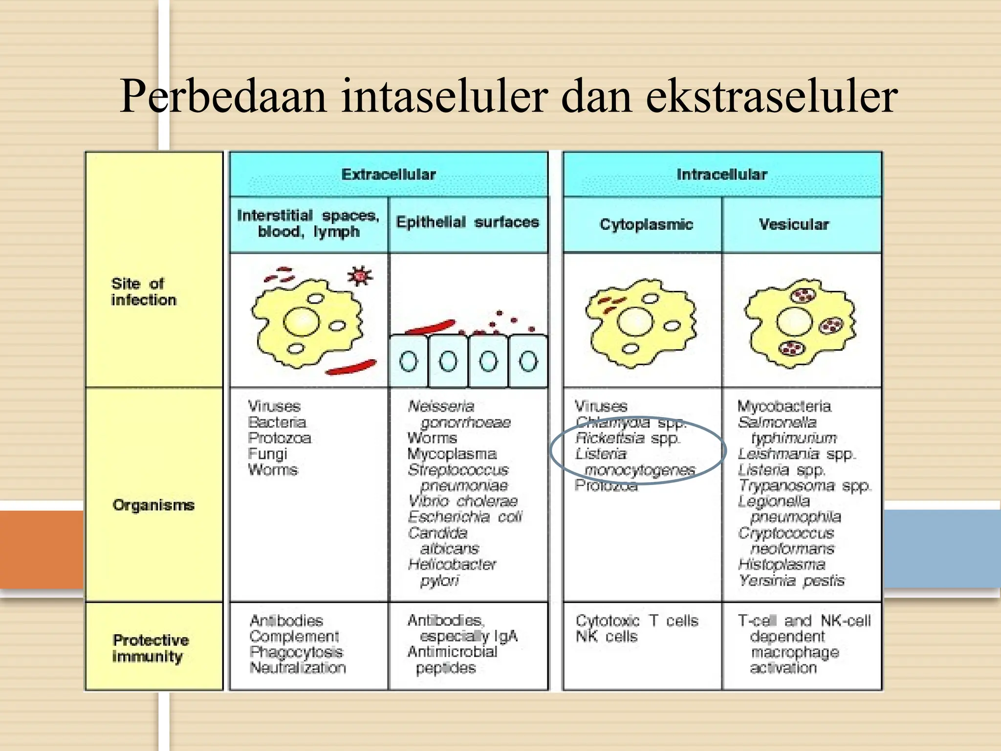 POWERPOINT TENTANG INFEKSI BAKTERI IMUNOSEROLOGI | PPTX