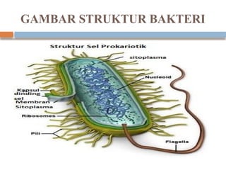 POWERPOINT TENTANG INFEKSI BAKTERI IMUNOSEROLOGI | PPT