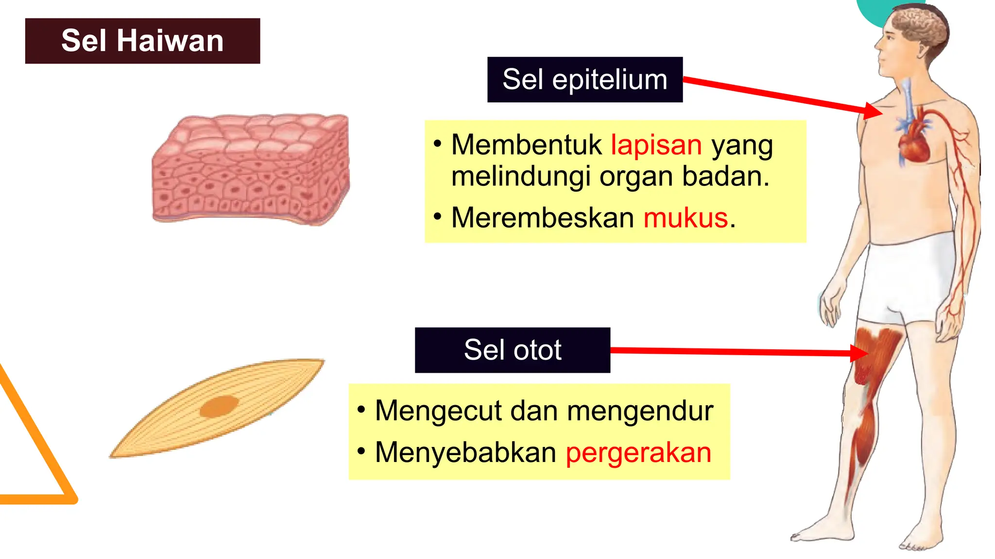 2.1 (B) Jenis dan Fungsi Sel aaaaaa.pptx