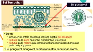 2.1 (B) Jenis dan Fungsi Sel aaaaaa.pptx