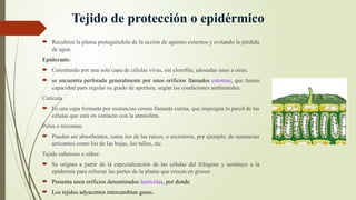 2. Desarrollo embrionario y tejidos vegetales.pptx