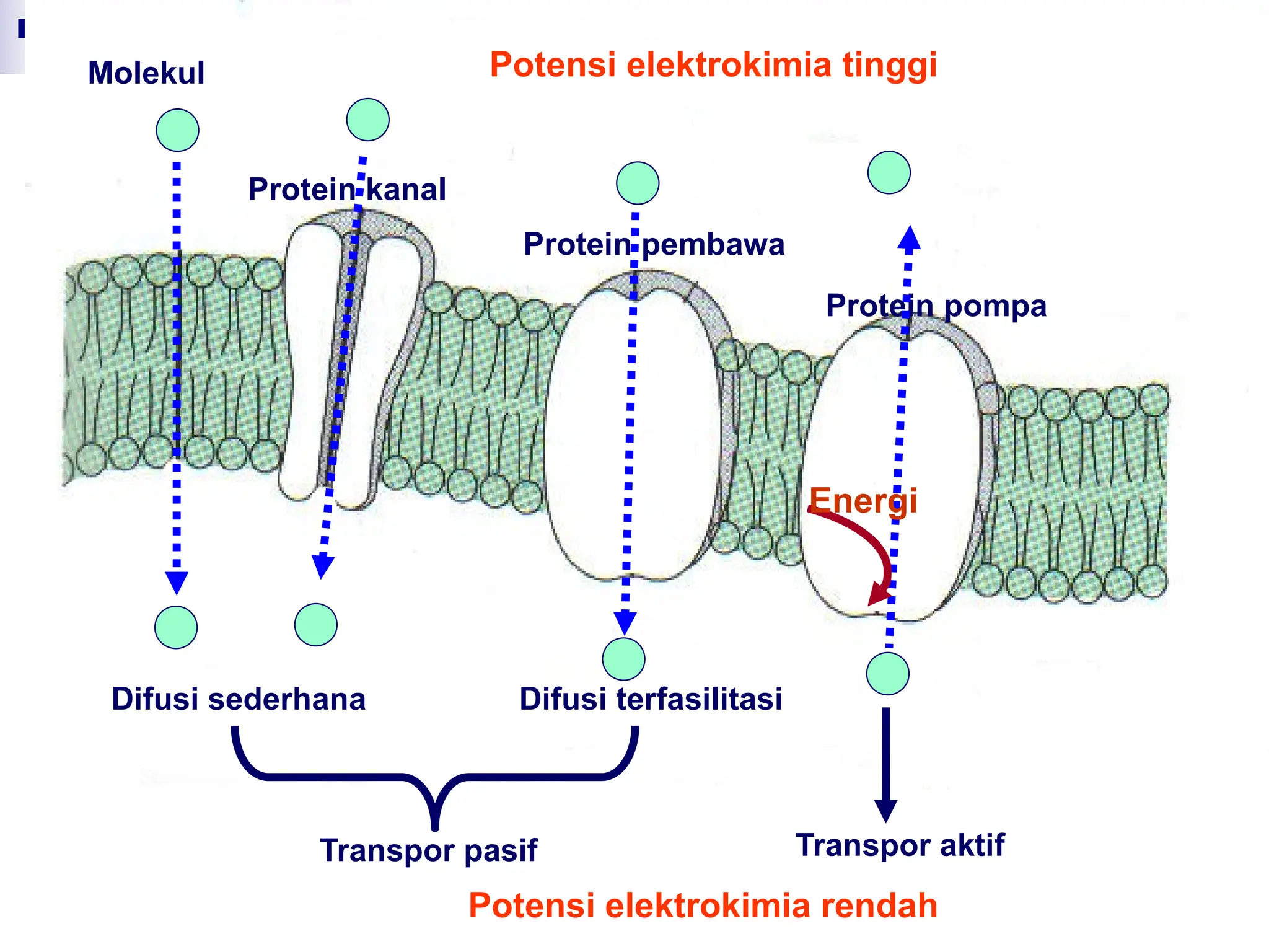 Struktur dan Fungsi Sel pada Makhluk Hidup | PPTX