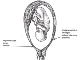 2. Perubahan Anatomi dan Adaptasi Fisiologis pada Ibu Hamil.pptx