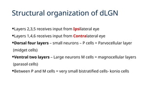 2. dorsolateral Geniculate Nucleus (dLGN)_Parallel Processing.pptx