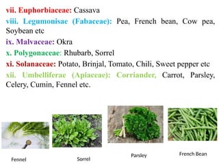 2. Classification of vegetable and spice crops.pptx