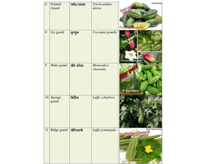 2. Classification of vegetable and spice crops.pptx