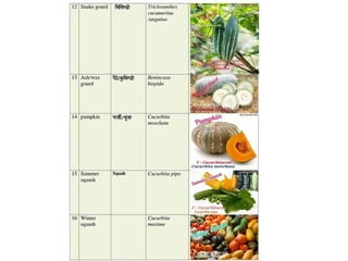 2. Classification of vegetable and spice crops.pptx